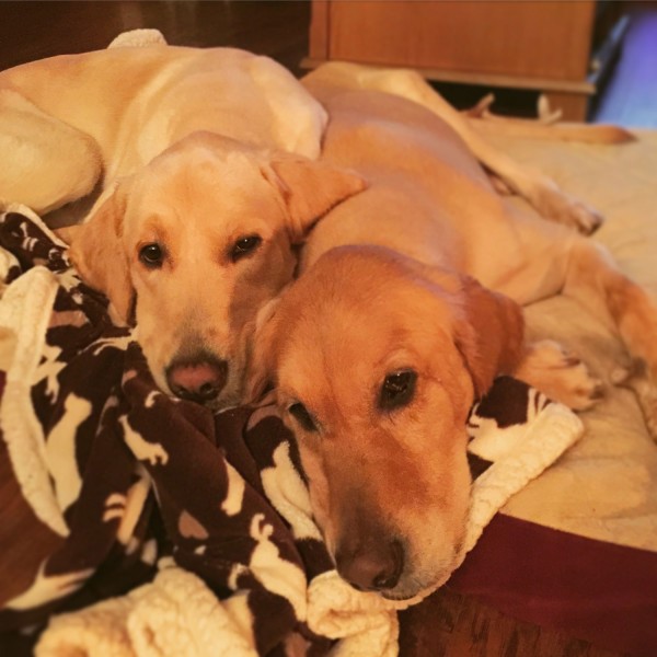 patrick-goden-retriever - The Well Heeled Way